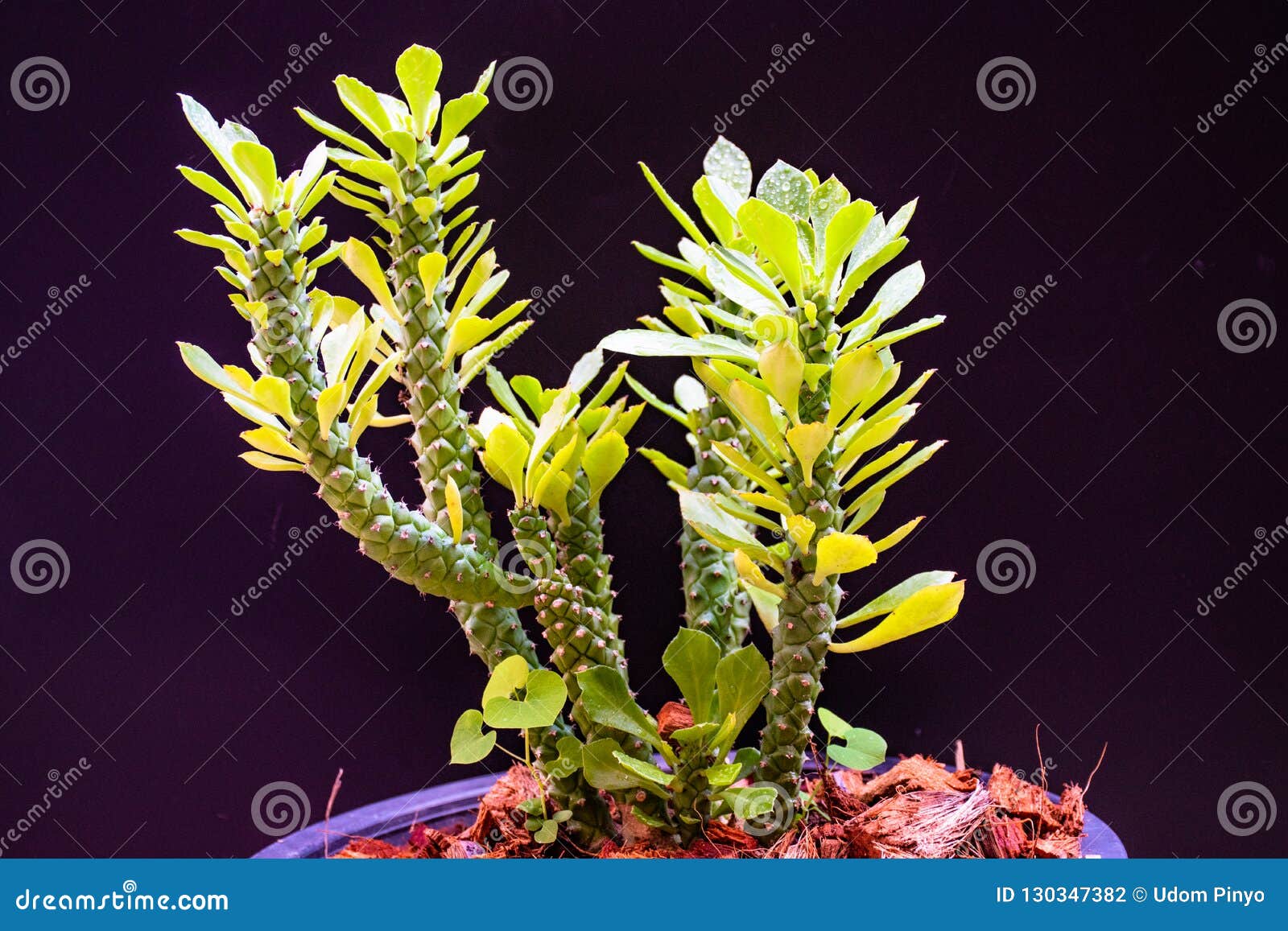 Potes De La Planta Del Cactus De La Cola De Rata Foto de archivo ...