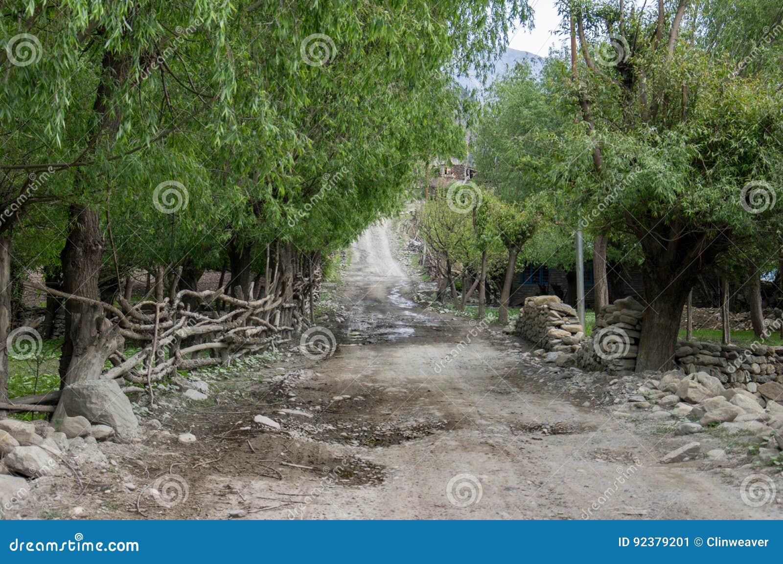 Potholed Dirt Road through the Trees Stock Image - Image of nature ...