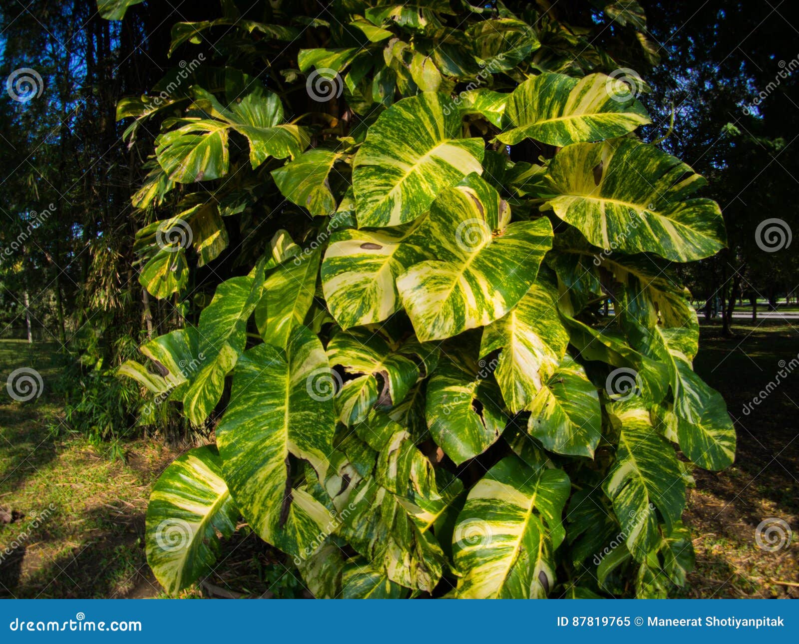 Pothos Aureaus Growing Wild on a Tree Stock Image - Image of trailer ...