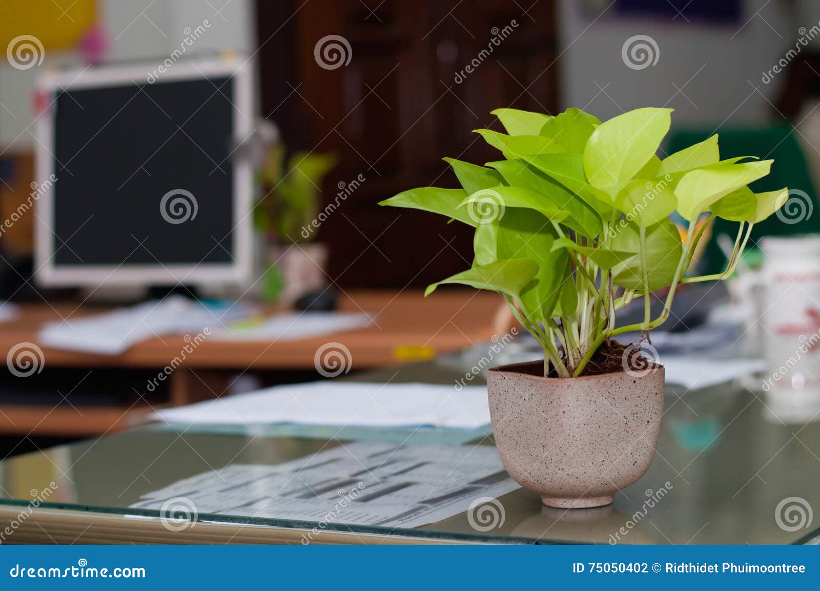 Pothos on Desk Work in Office. Stock Photo - Image of work, nature ...
