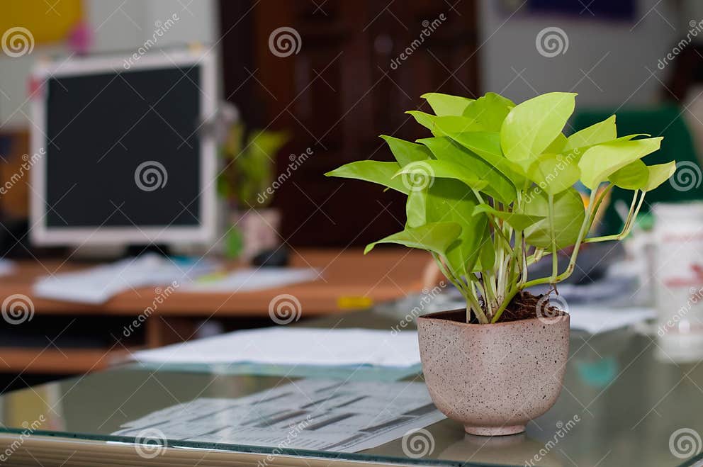 Pothos on Desk Work in Office. Stock Photo - Image of work, nature ...