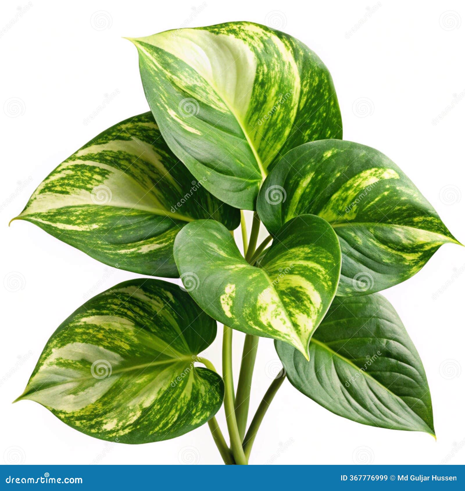 Pothos Epipremnum Aureum Flower Isolated On White Background Royalty ...