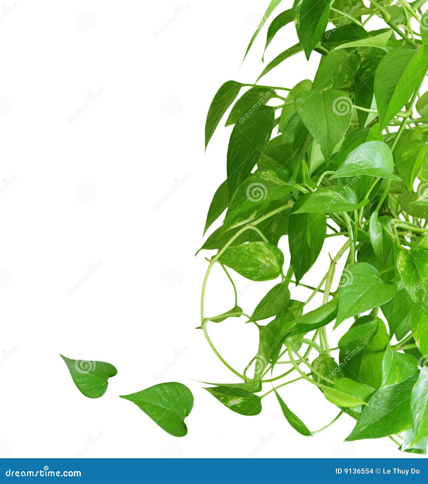 Pothos houseplant stock photo. Image of evergreen, growth - 9136554