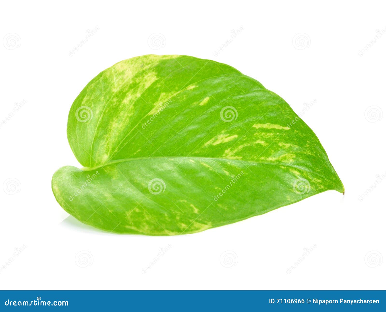 Pothos leaf stock photo. Image of design, plant, pothos - 71106966