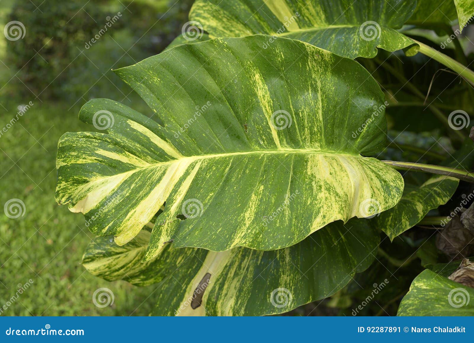 Pothos Leaves in the Garden, Thailand Stock Image - Image of fresh ...