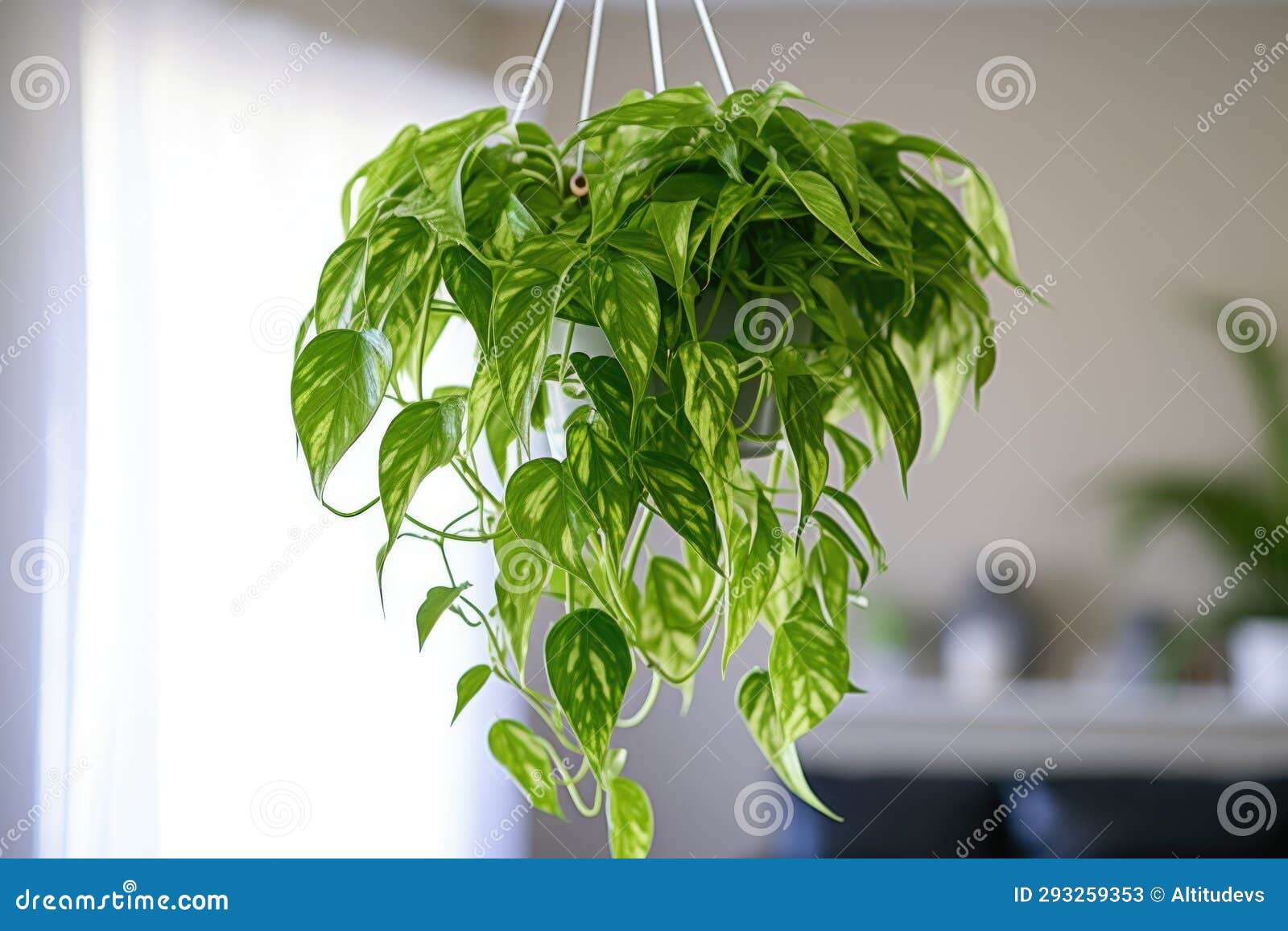 A Pothos Plant Hanging from a Ceiling Hook Stock Image - Image of ...