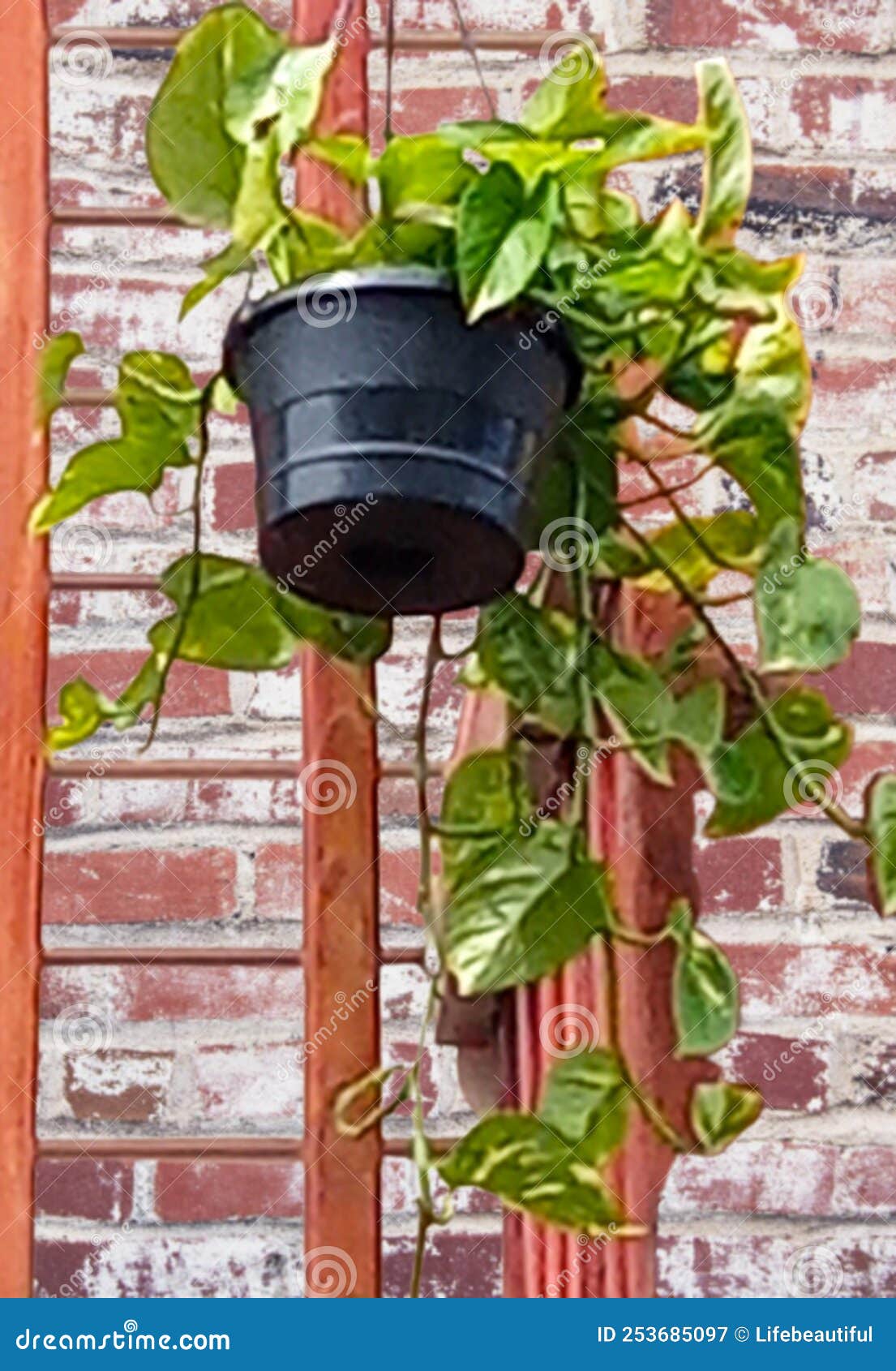 Hanging Pothos Vine With Bright Green Leaves Isolated On Transparent ...