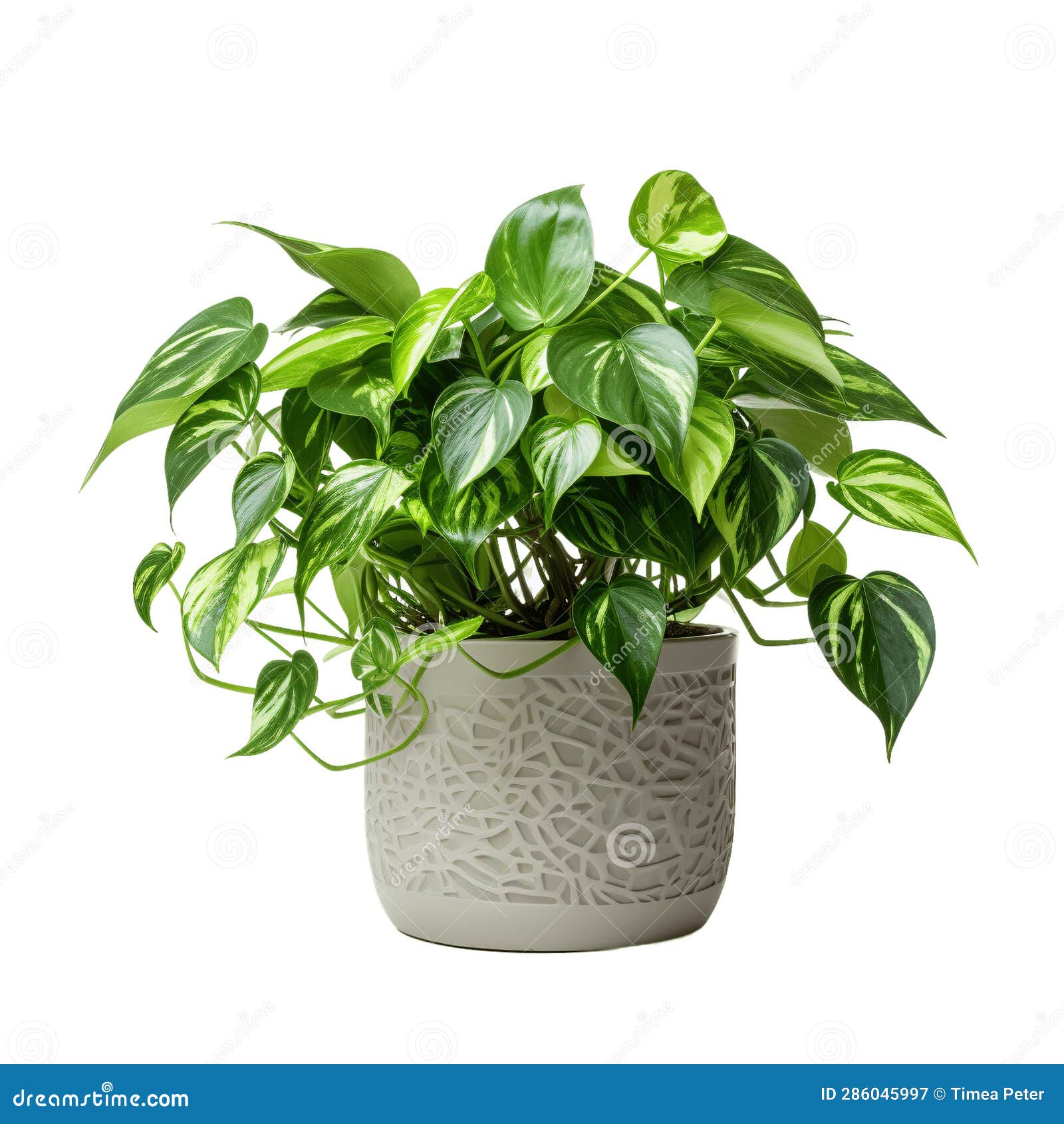 Pothos in a Pot Isolated on White Background Stock Image - Image of ...