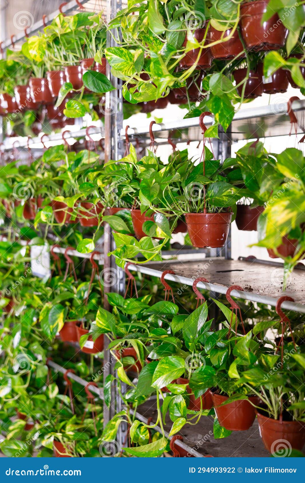 Pothos in Pot on Shelf in Plant Store Stock Photo - Image of fertilizer ...