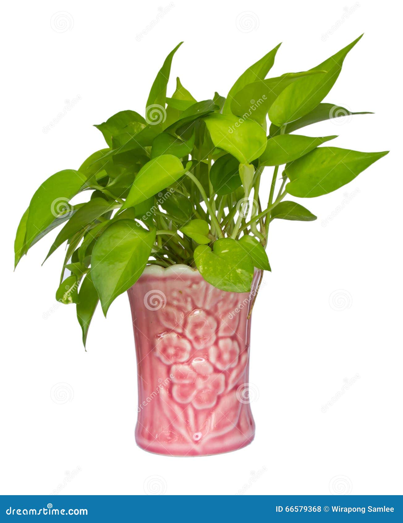 Pothos,Pothos in pots pink stock photo. Image of scindapsus - 66579368