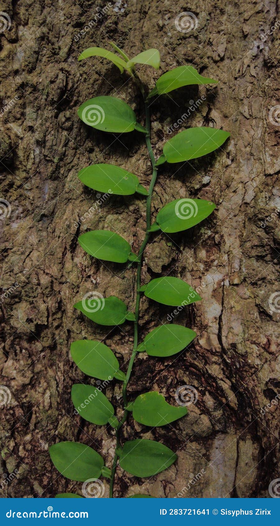 Pothos Scandens, Climbing tropical Forest plant Stock Image - Image of ...