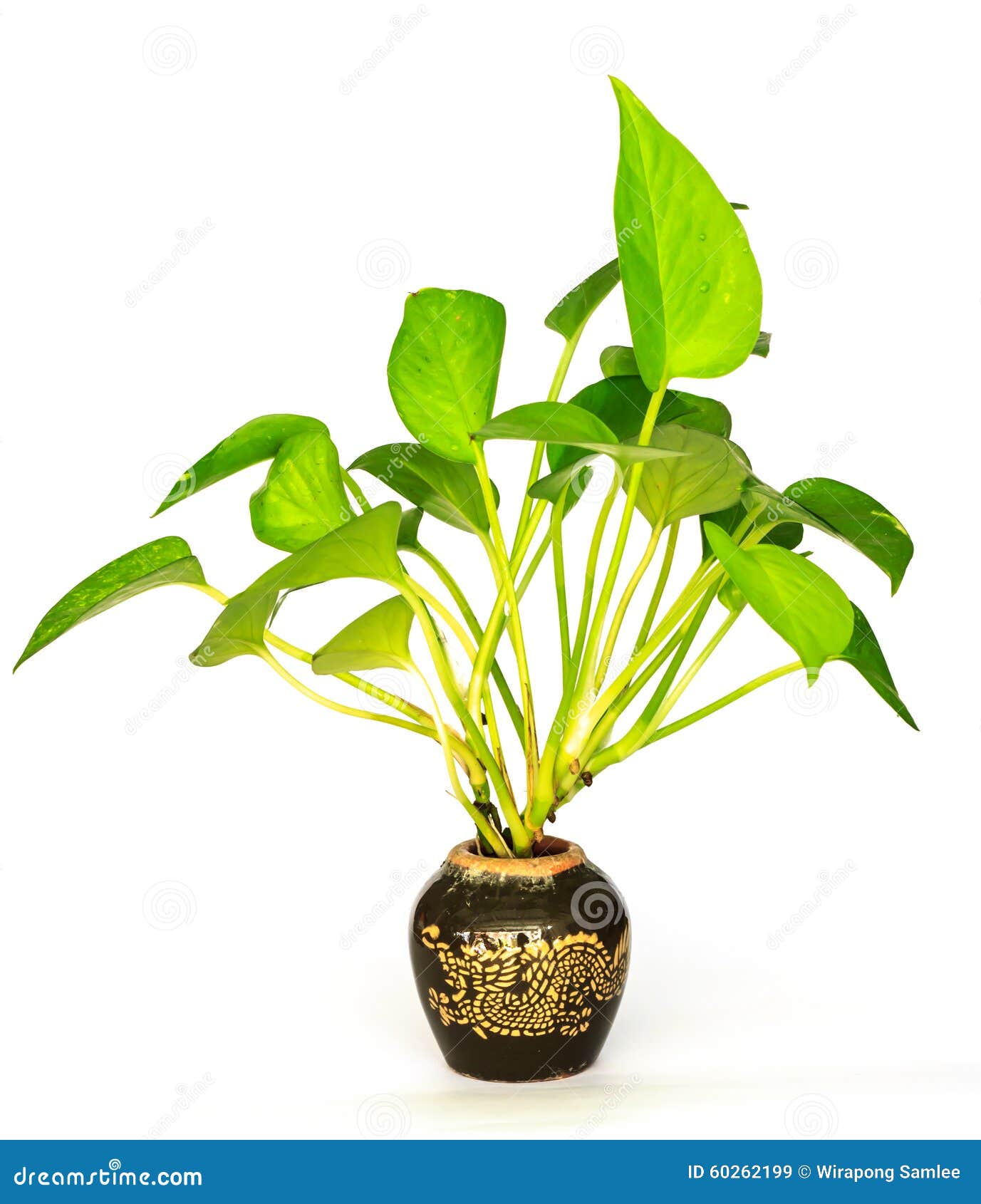 Pothos tree in a pot stock image. Image of epipremnum - 60262199