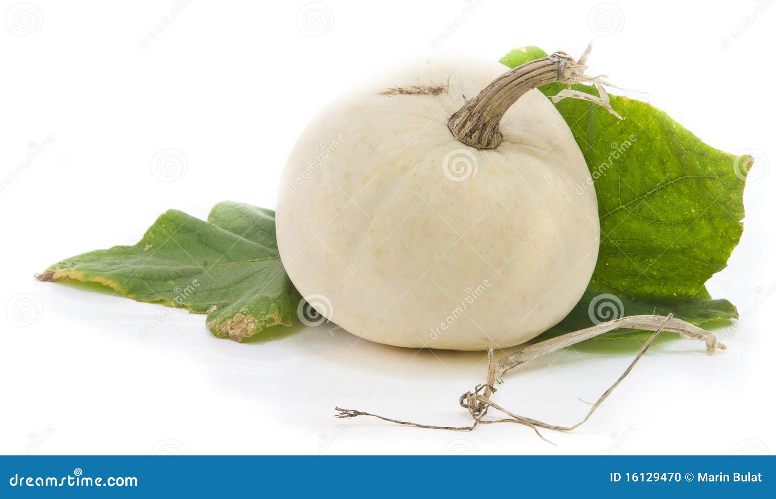 Potiron photo stock. Image du vivacité, nourriture, saisonnier - 16129470