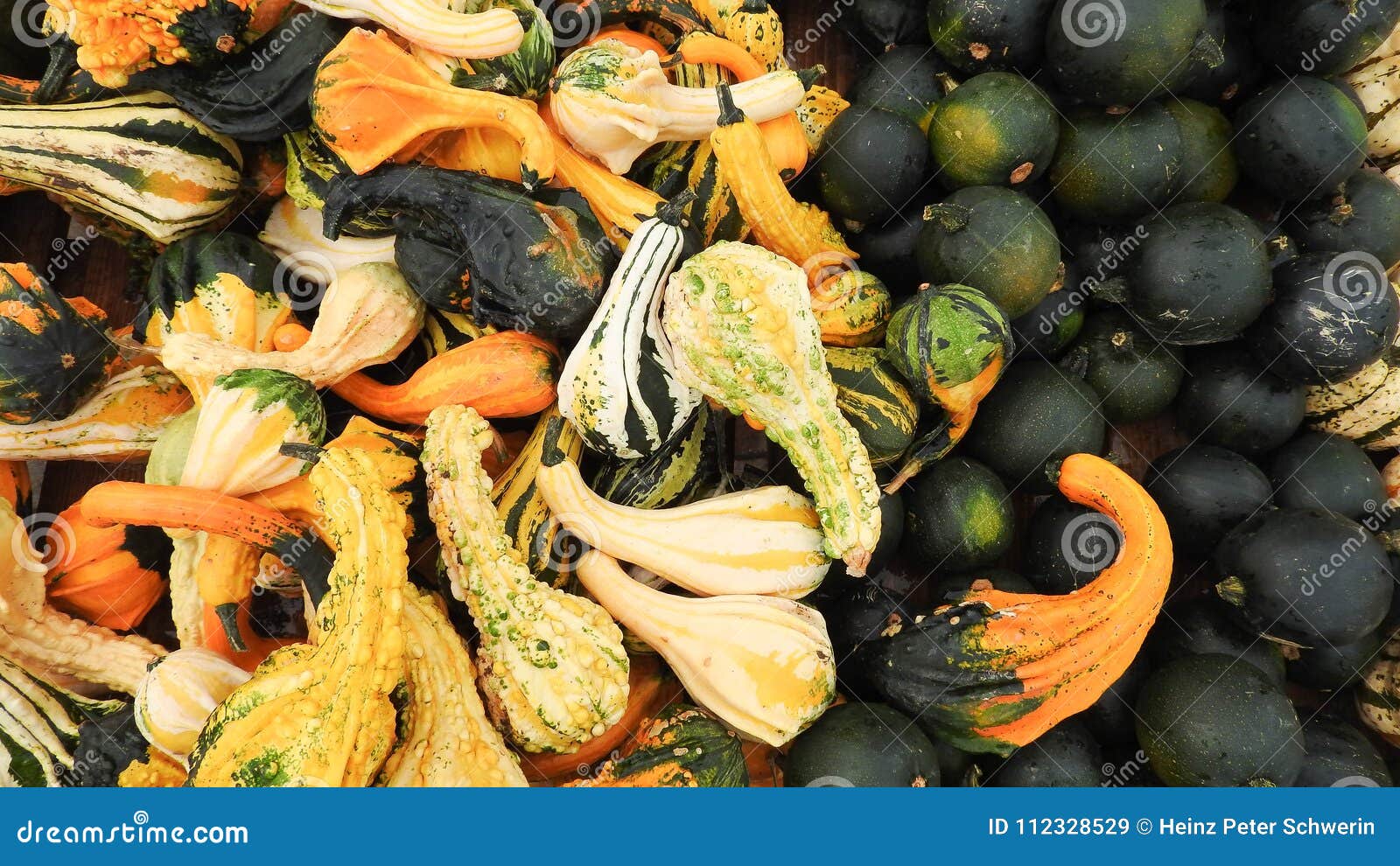 Potiron Dans Différents Types Image stock - Image du vert, jardin ...