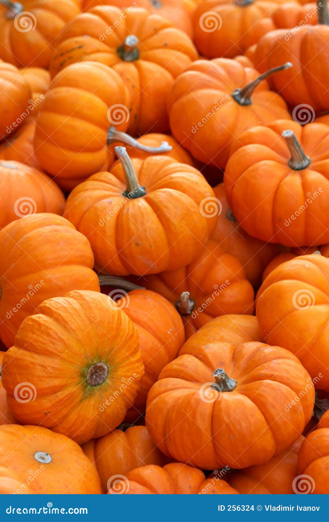 Potirons photo stock. Image du produit, pile, marché, jardin - 256324