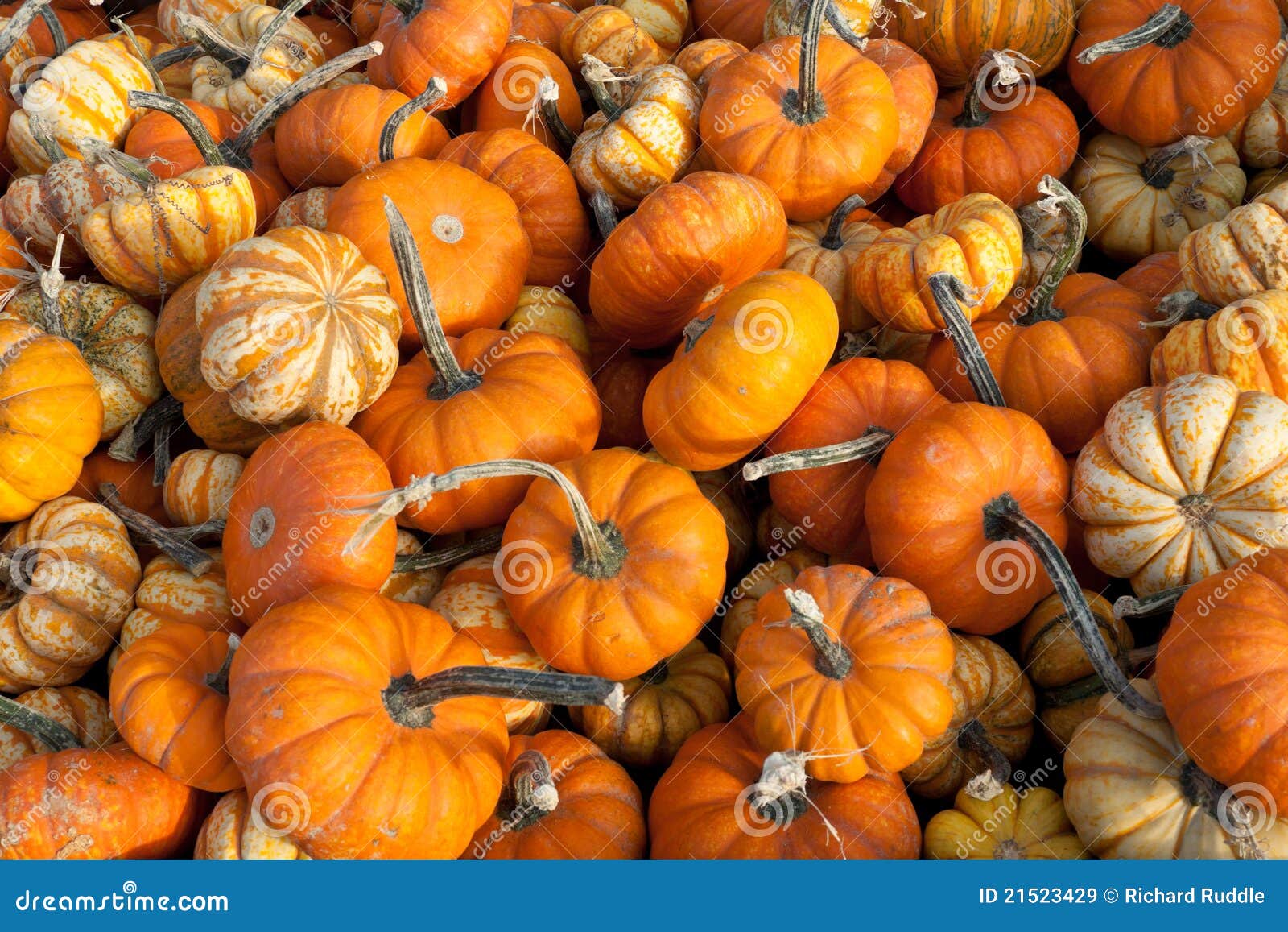 Potirons miniatures image stock. Image du décoration - 21523429