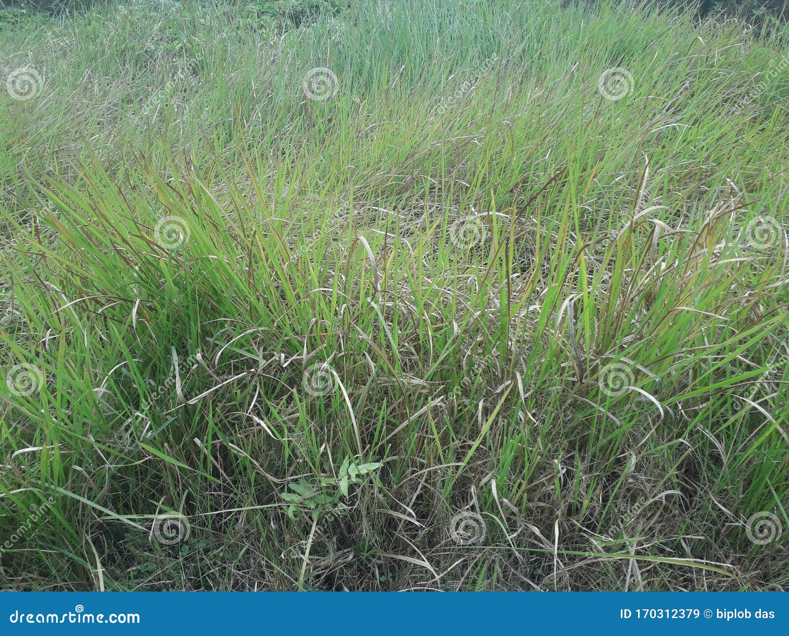 Poto Stock Photos - Download 230 Royalty Free Photos