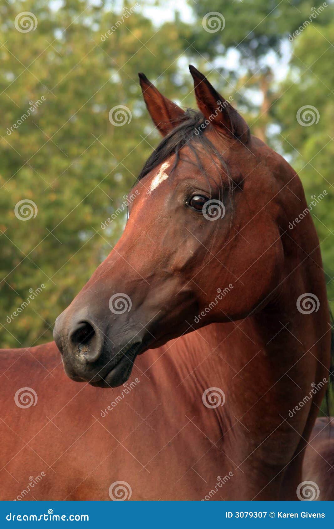 Potra árabe imagen de archivo. Imagen de potra, granja - 3079307