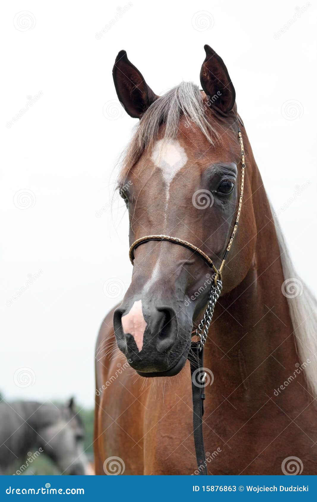 Potra imagen de archivo. Imagen de broodmare, prado, poste - 15876863