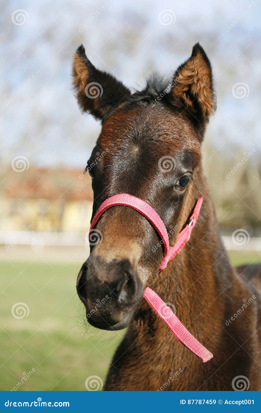 Potra Excelente Que Presenta El Primavera Del Pasto Imagen de archivo ...