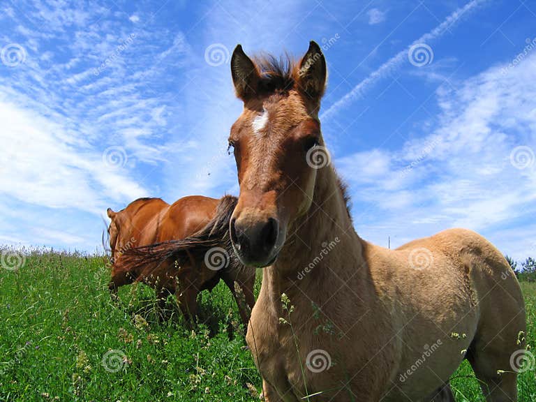 Potra linda del dun imagen de archivo. Imagen de equino - 691335