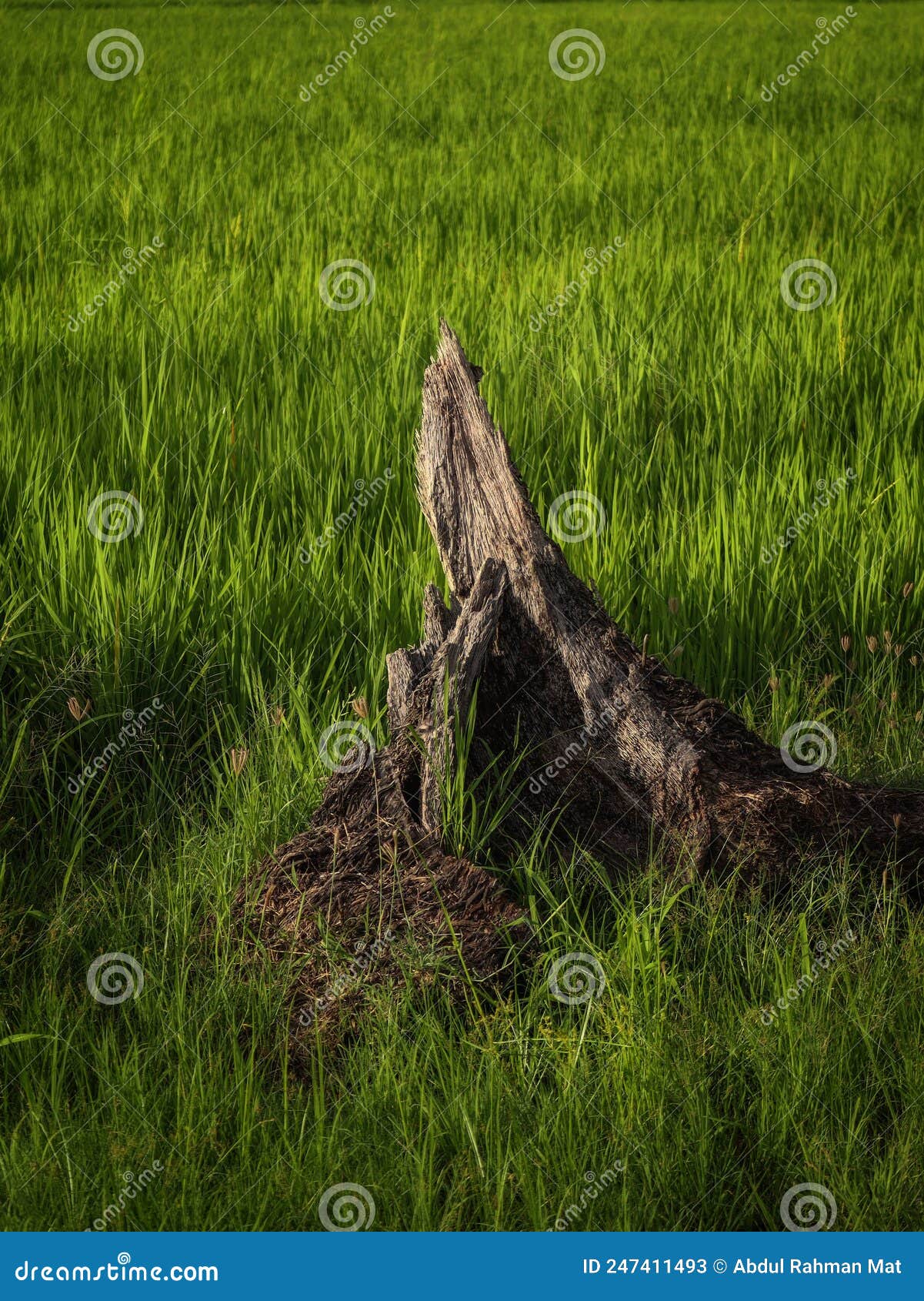 Potrait of Adead Coconut Tree Stump Stock Image - Image of field ...