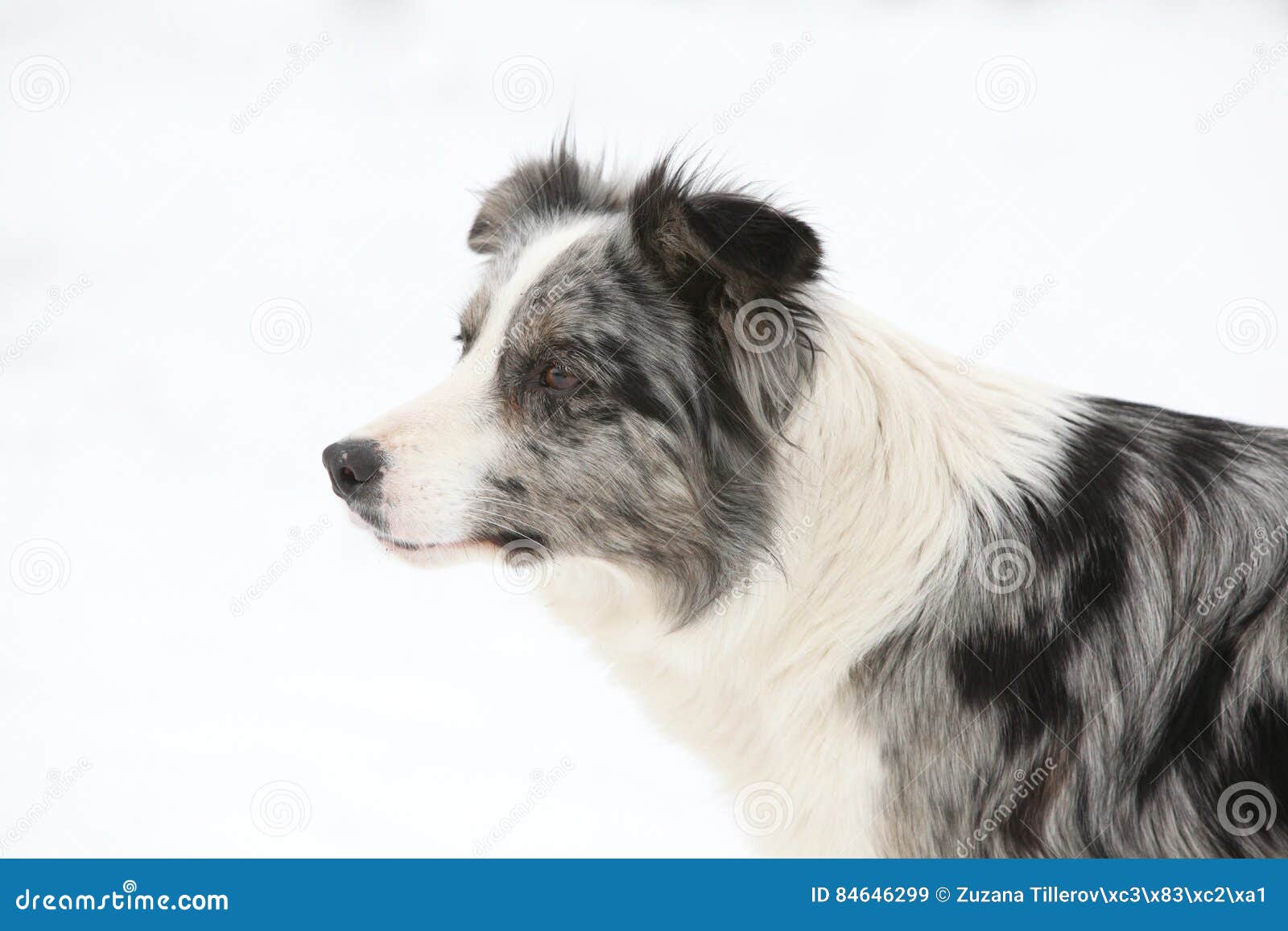 Potrait of Amazing Border Collie Stock Image - Image of whites, winter ...