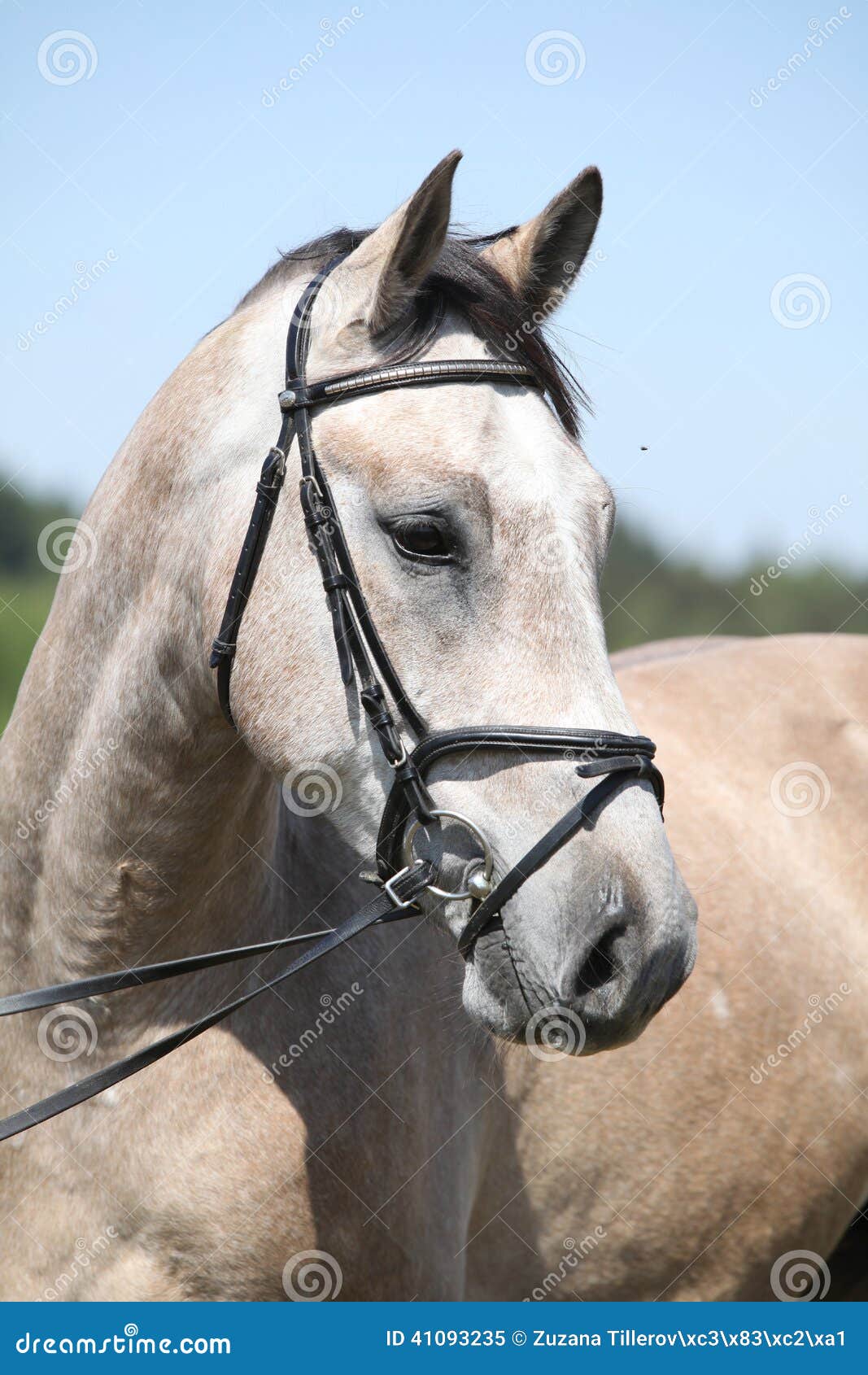 Potrait of Beautiful Horse with Bridle Stock Image - Image of calmness ...