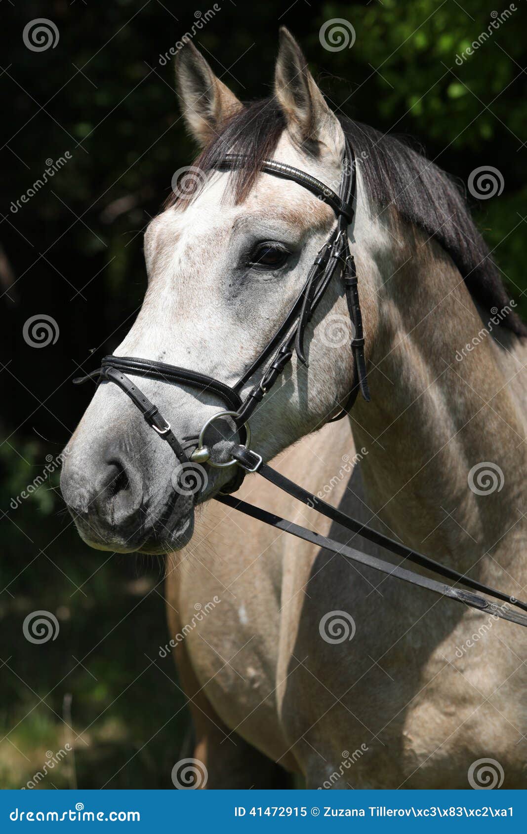 Potrait of Beautiful Horse with Bridle Stock Image - Image of animal ...