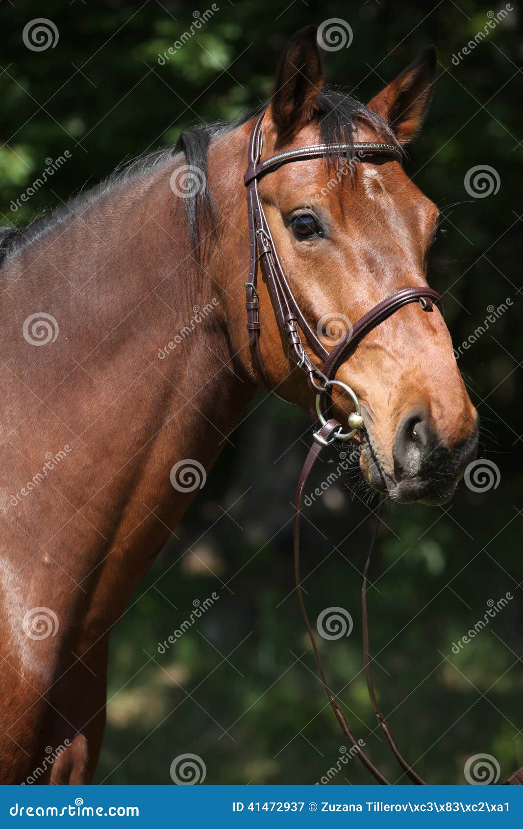 Potrait of Beautiful Horse with Bridle Stock Image - Image of graze ...