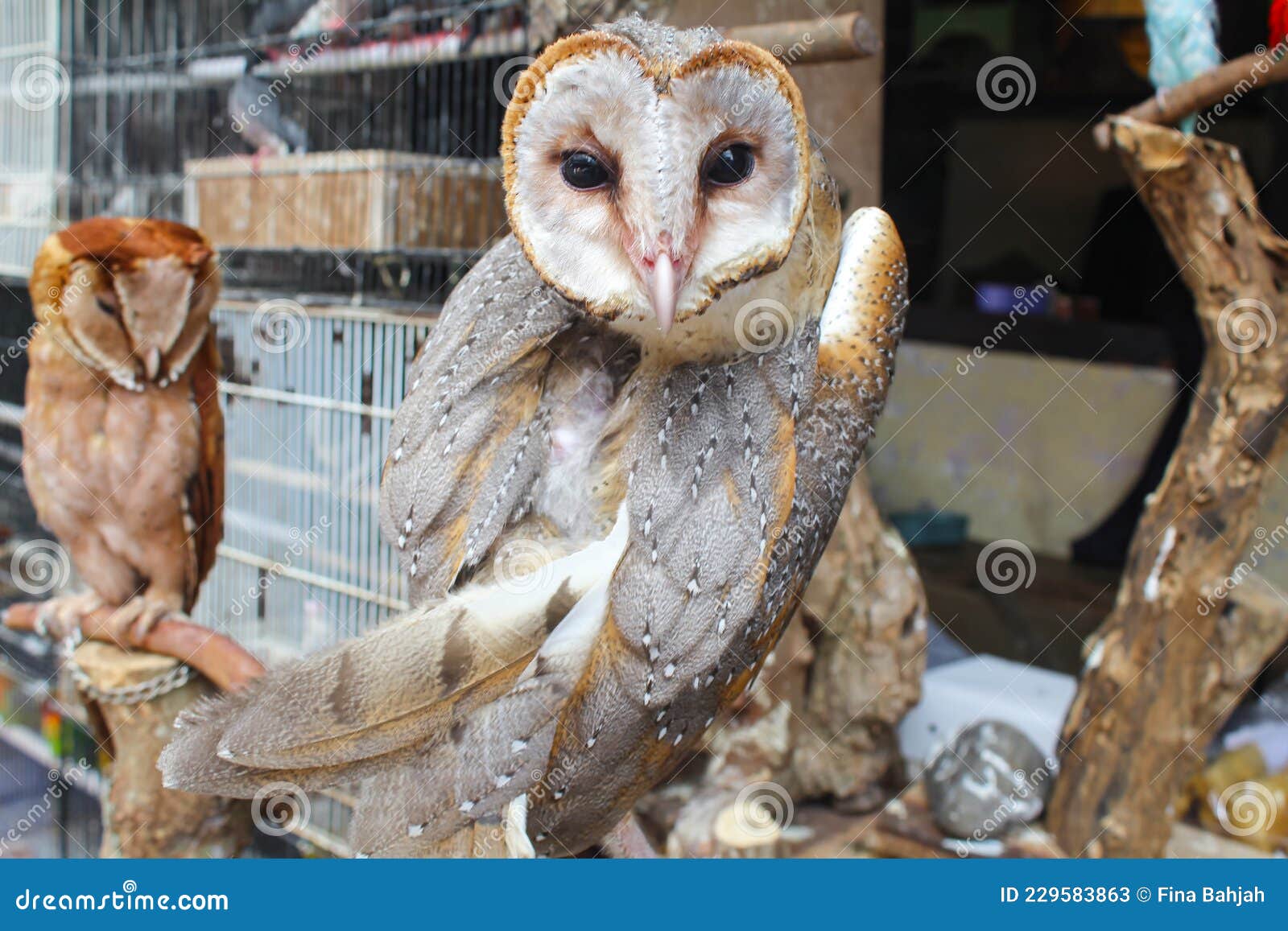 Potrait of Beautiful Owls at the Market Stock Image - Image of animal ...