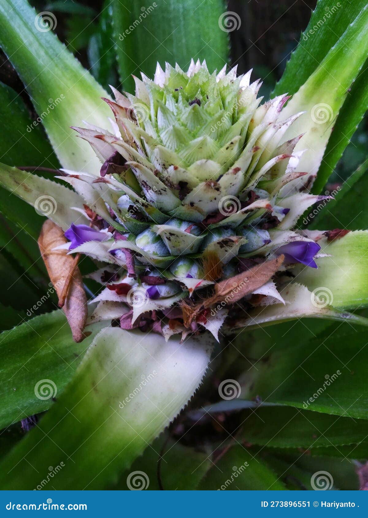 Flower of young pineapple stock image. Image of growth - 273896551