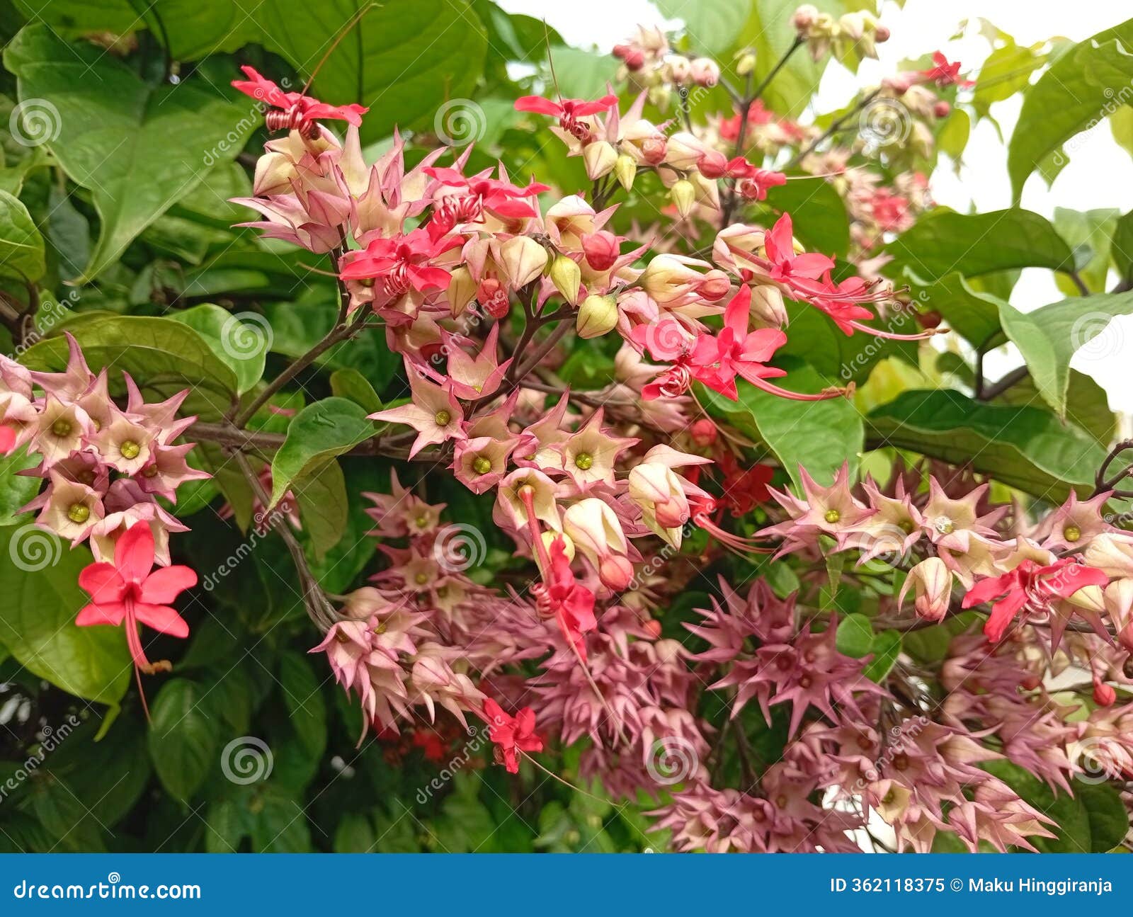 Potrait of the Charming Clerodendrum Thomsoniae Flower Stock Image ...