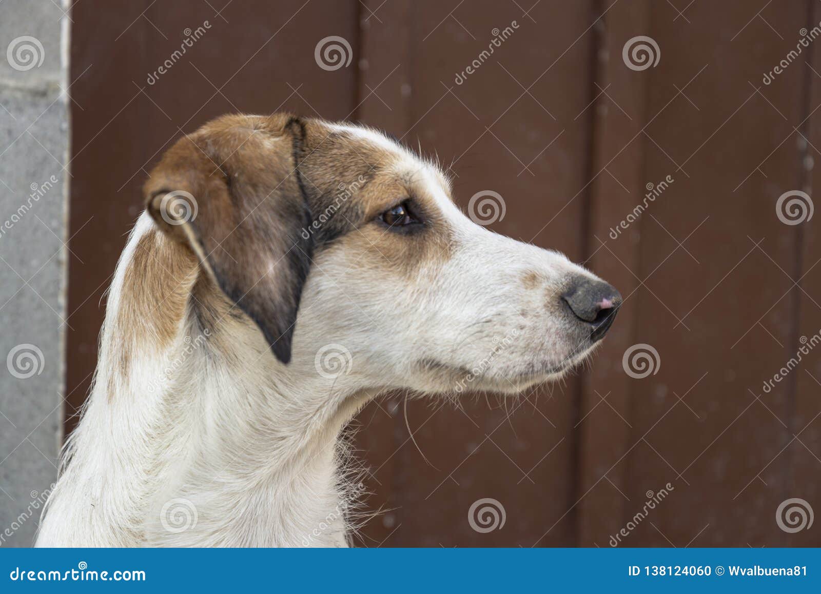 Potrait Close-up Dog Face Side Stock Photo - Image of ears, canine ...