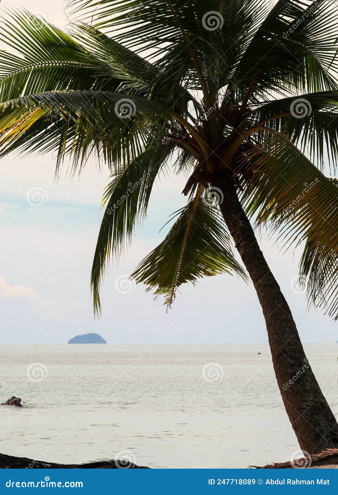 Potrait of Coconut Tree at the Beach Stock Image - Image of sayak, side ...
