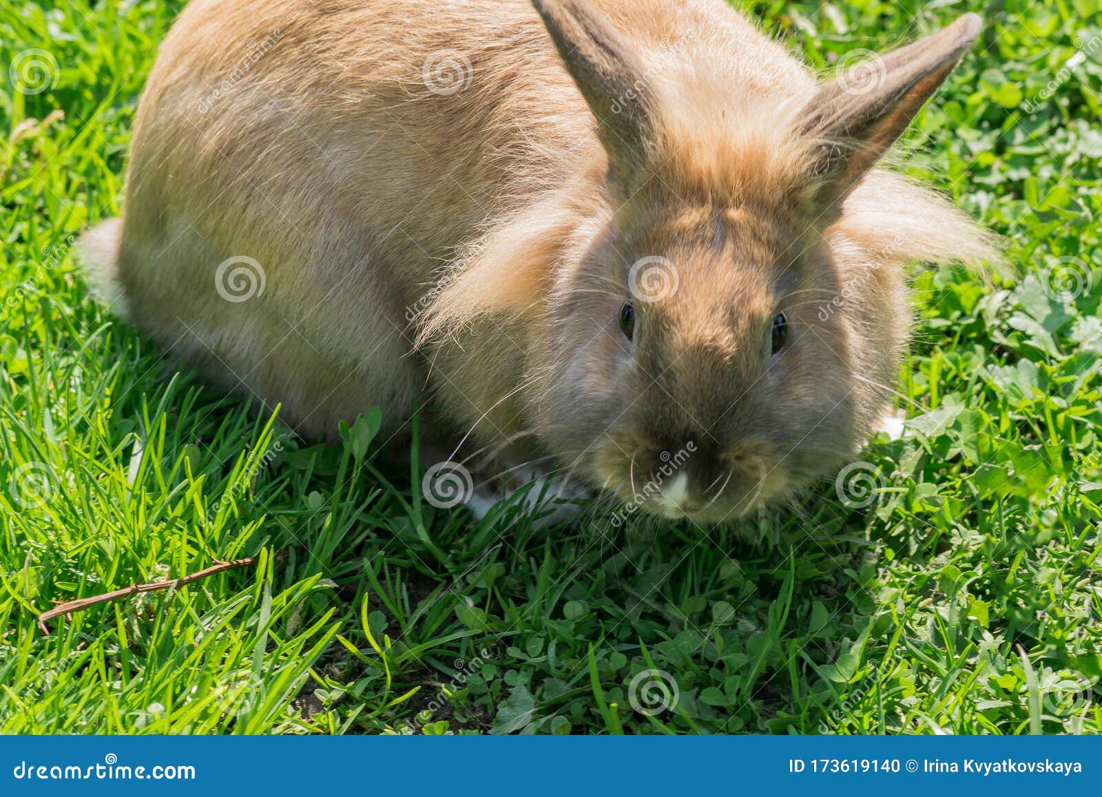 Potrait of Cute Brown Rabbit Outdoors Stock Photo - Image of outdoor ...