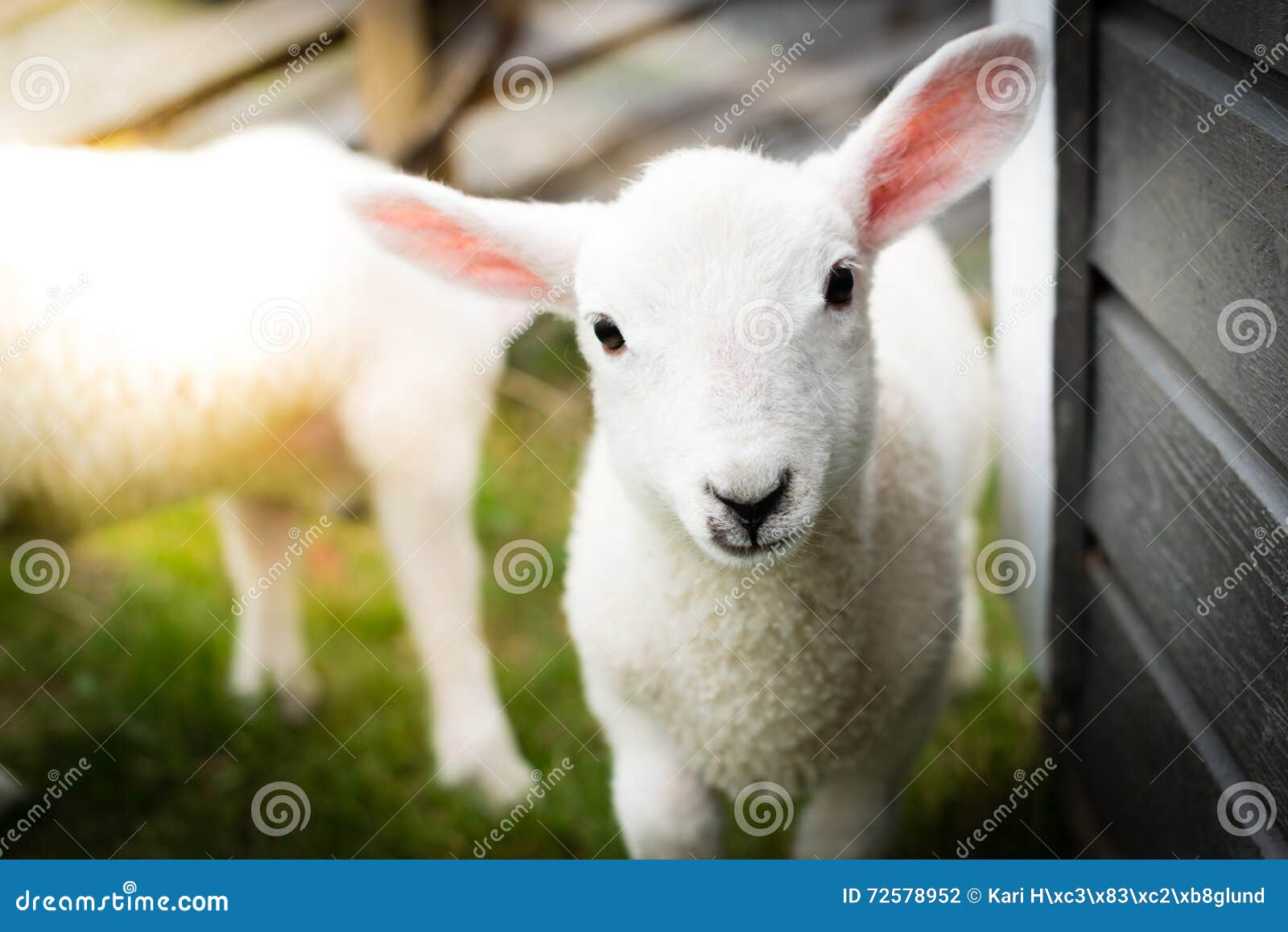 Potrait of a cute lamb stock photo. Image of fluffy, beautiful - 72578952
