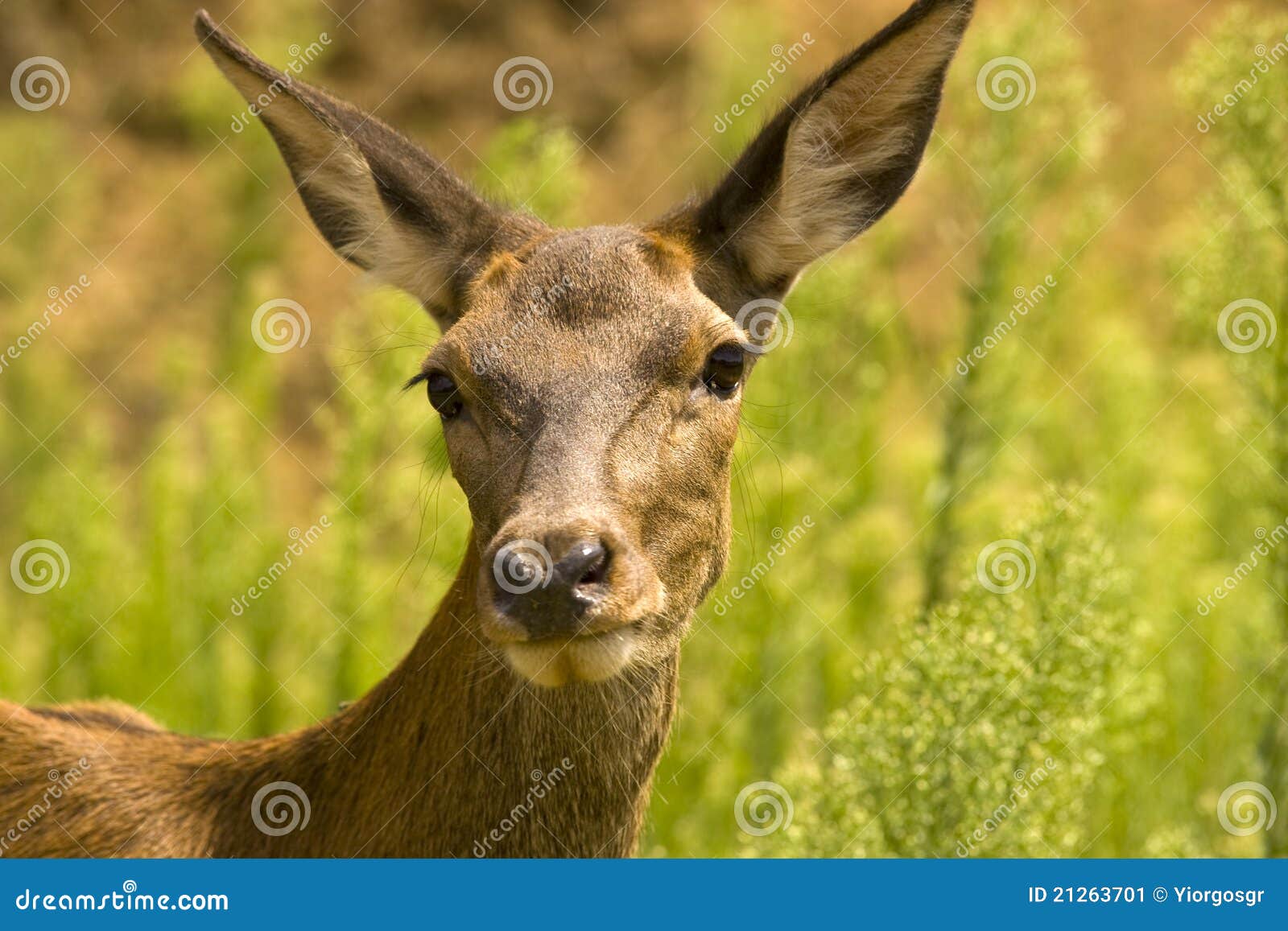 Potrait Deer Outdoors Stock Photos - Free & Royalty-Free Stock Photos ...