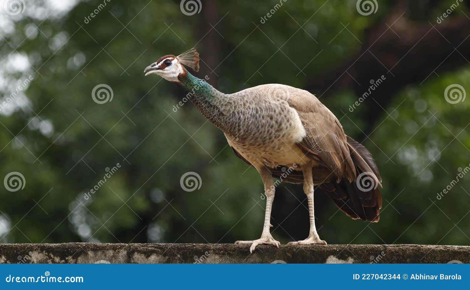 Female Peafowl At South Africa Royalty-Free Stock Photo | CartoonDealer ...