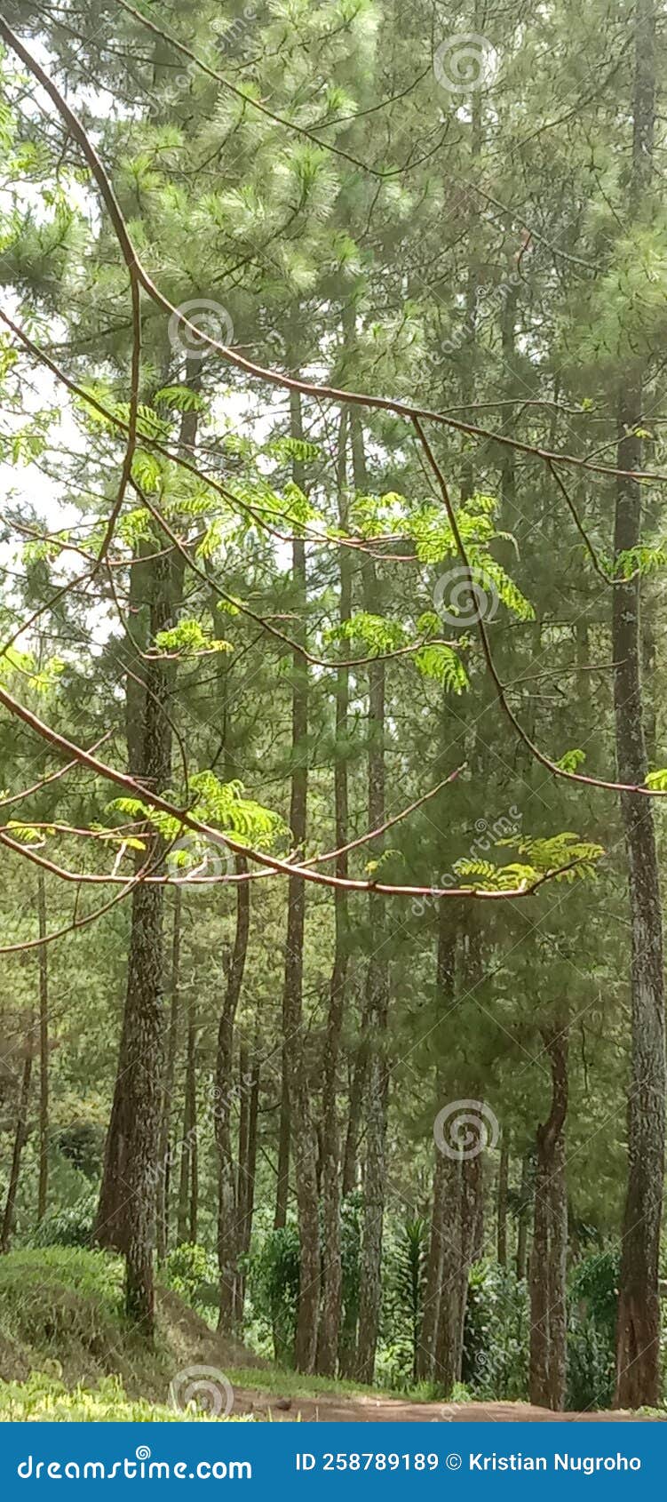 Potrait Green Forest Panorama at Afternoon in Spring Forest Stock Image ...
