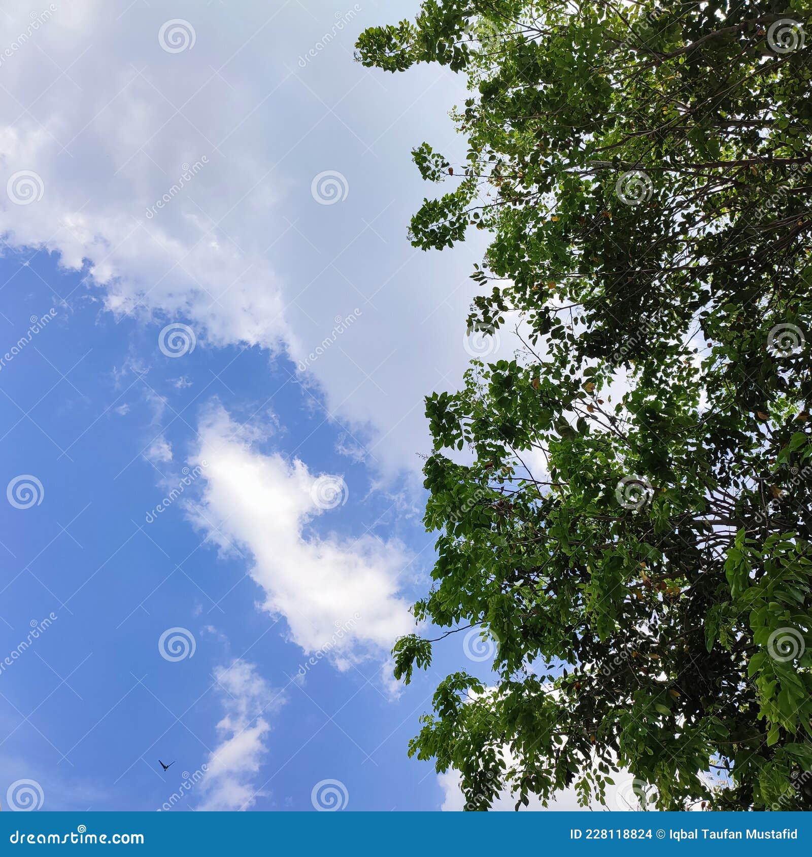 Potrait Half of Nature on Background Sky Stock Photo - Image of tree ...