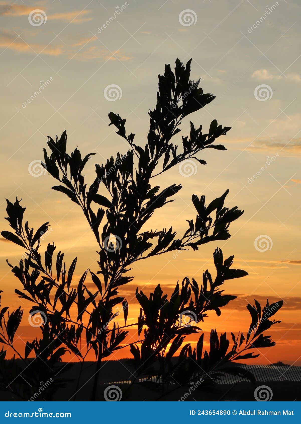 Potrait of Magical Sunrise with Trees Stock Photo - Image of branch ...