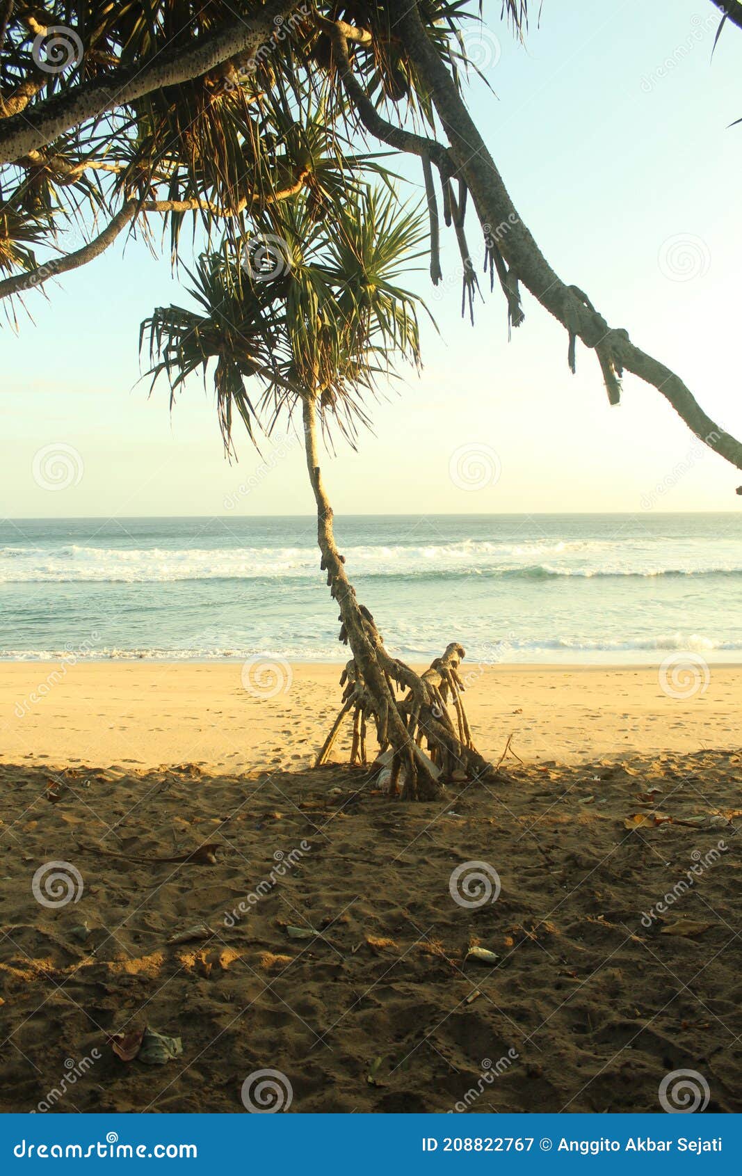 Potrait of Mangrove Tree on the Beach Stock Image - Image of tree ...