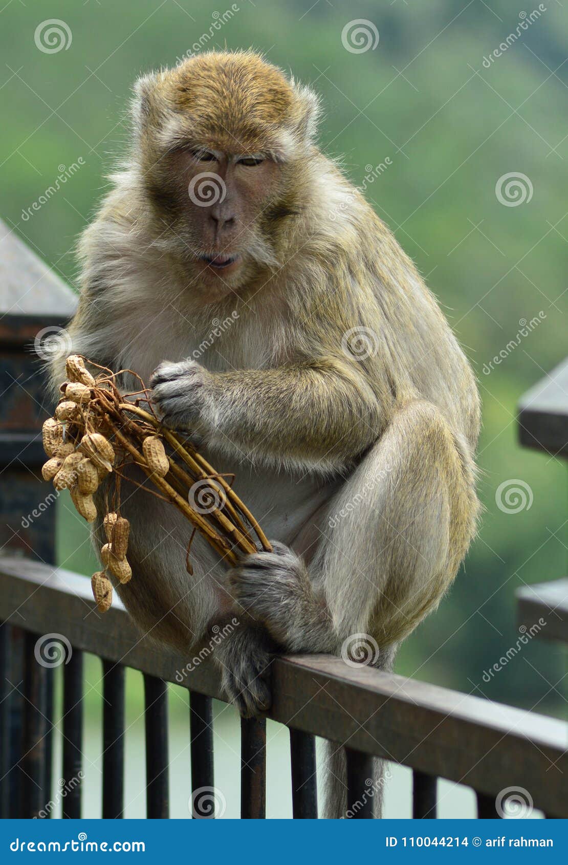 Potrait monkey stock photo. Image of potrait, family - 110044214