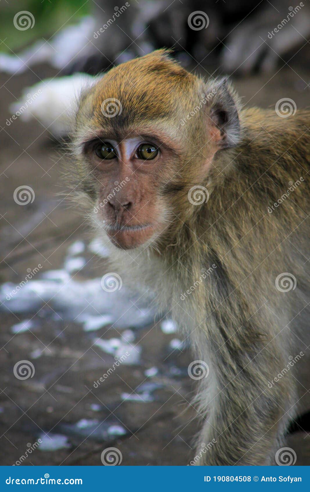 Potrait of Monkey of Indonesian Stock Photo - Image of monkey, wildlife ...