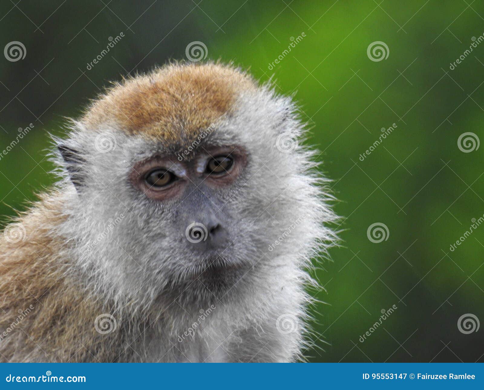 Potrait of monkey stock image. Image of monkey, macaca - 95553147