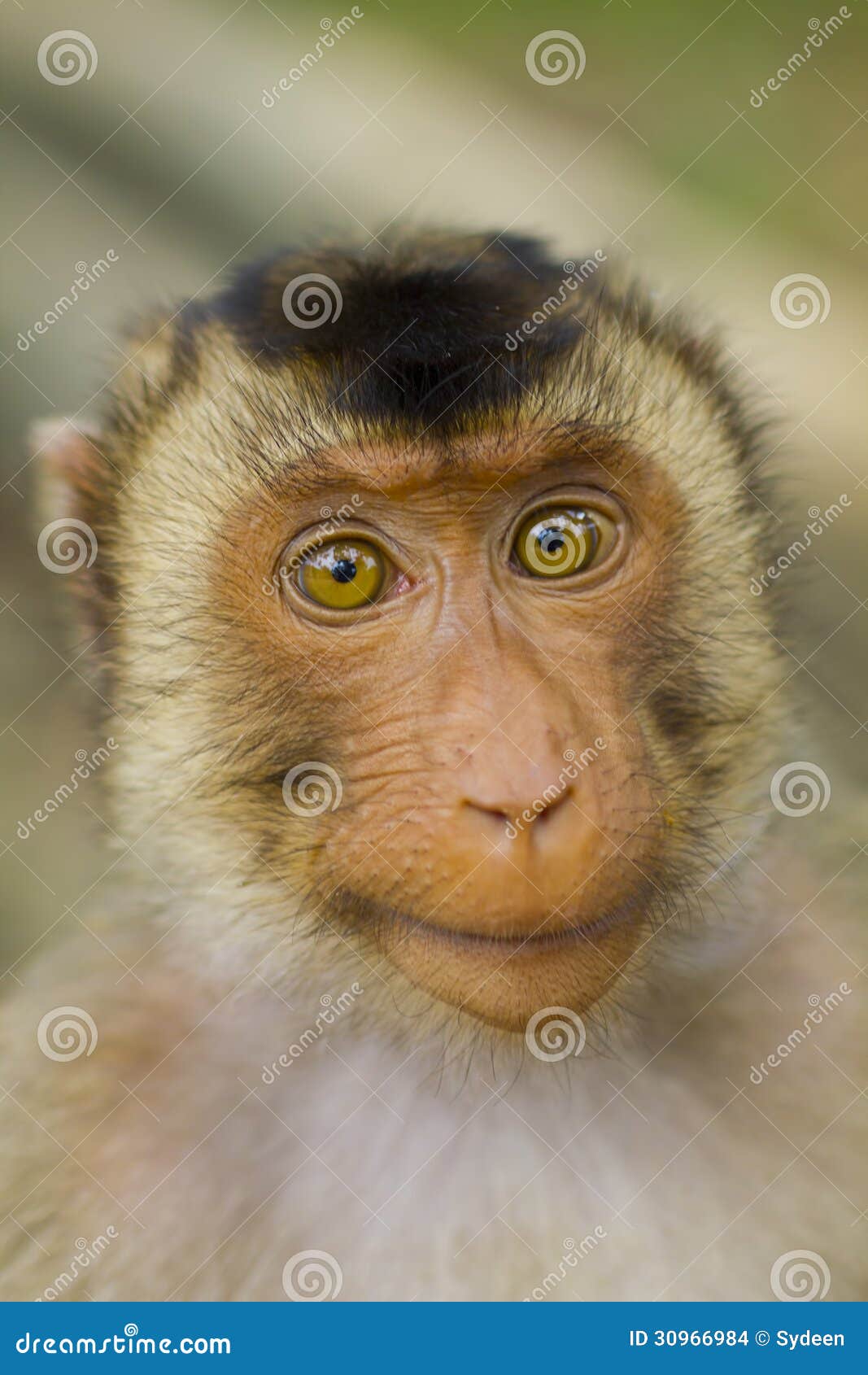 Potrait of monkey stock photo. Image of natural, brown - 30966984