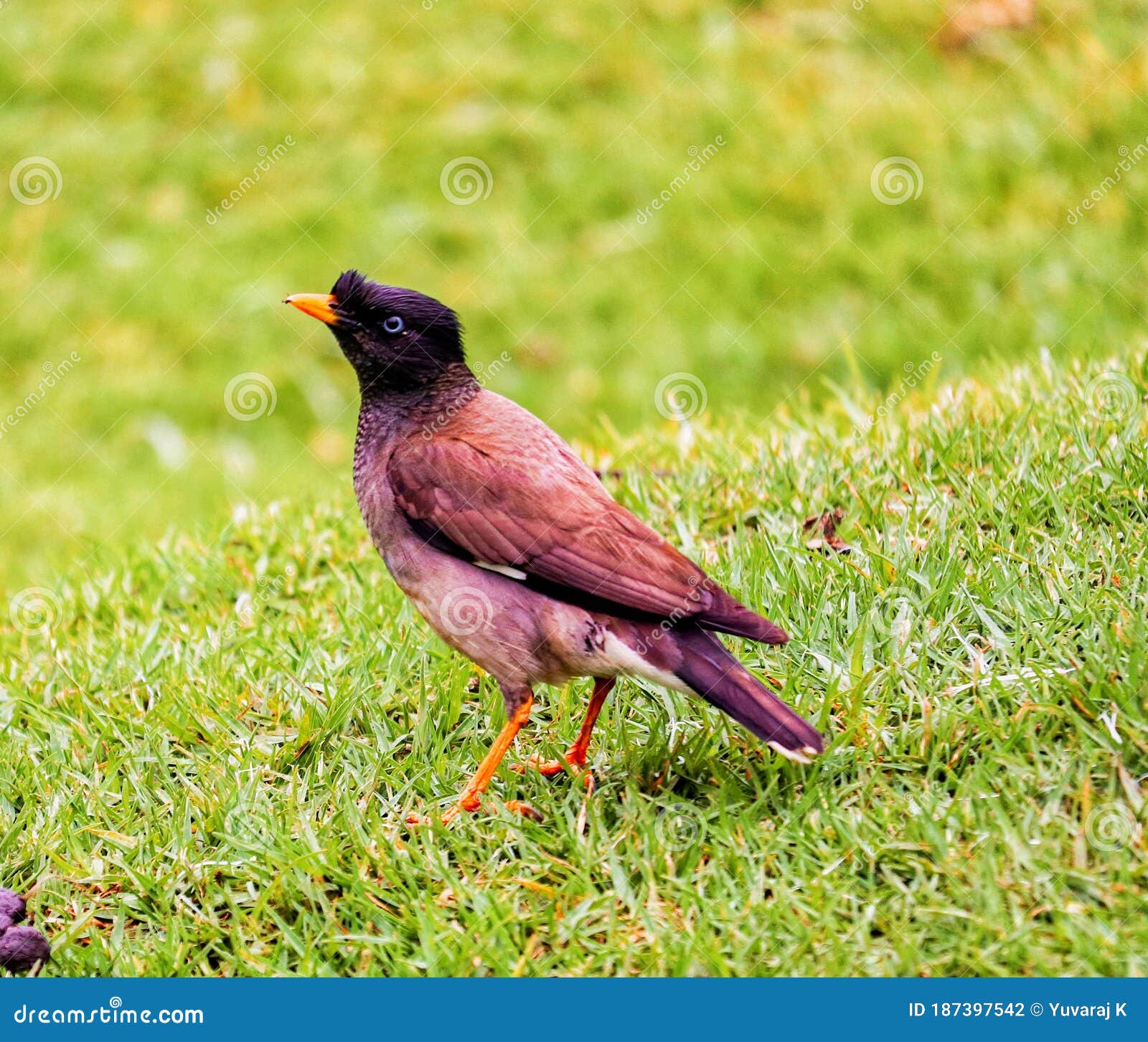 Potrait of mynaa stock photo. Image of potrait, wing - 187397542