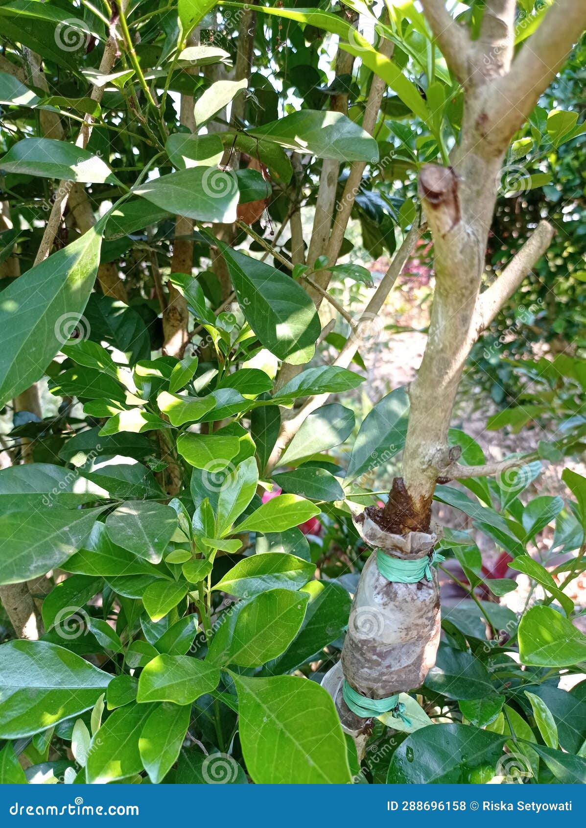 Potrait of Newly Grafted Tree Trunk. Stock Photo - Image of green ...