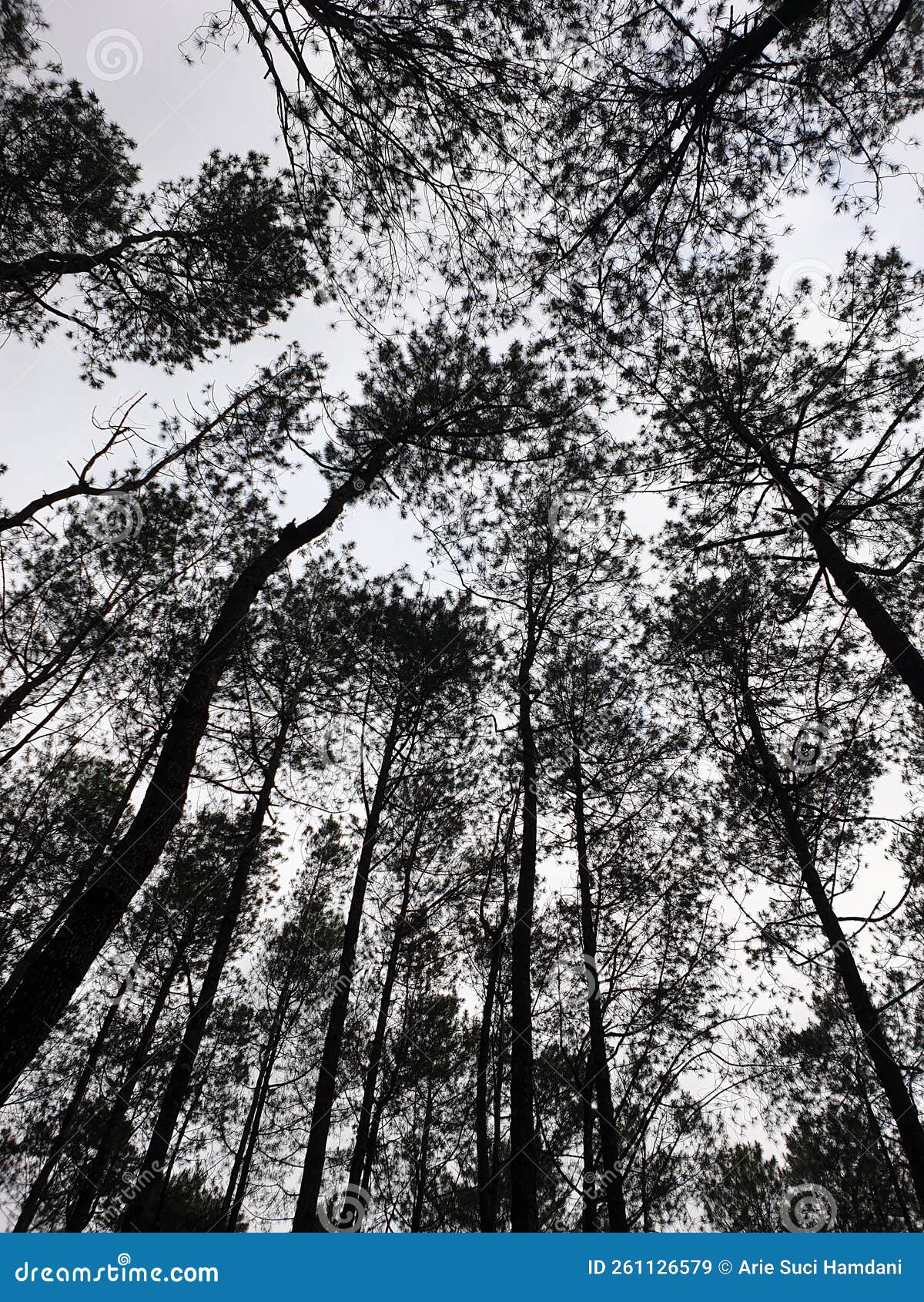 Potrait of Pine Forest from Low Angle Stock Image - Image of plant ...